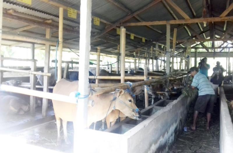 Peningkatan Kualitas Sapi Bali Ditargetkan Rebut Pasar Pariwisata ...