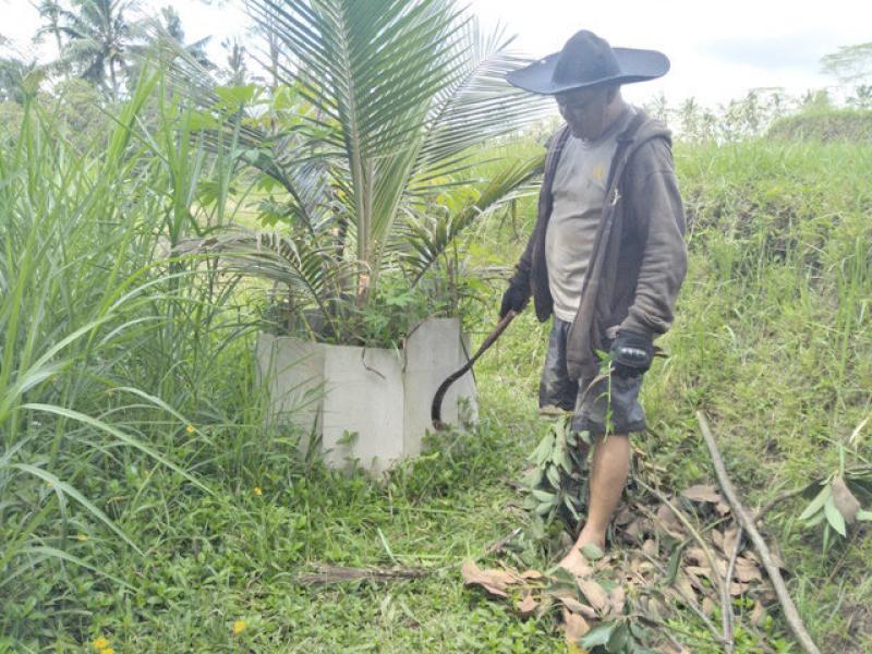 Petani Dipusingkan Serangan Landak | Bali Tribune
