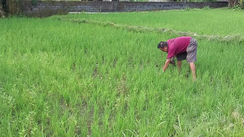 Irigasi Mengecil dan Terlambat Pemupukan, Belasan Hektar Lahan Padi ...