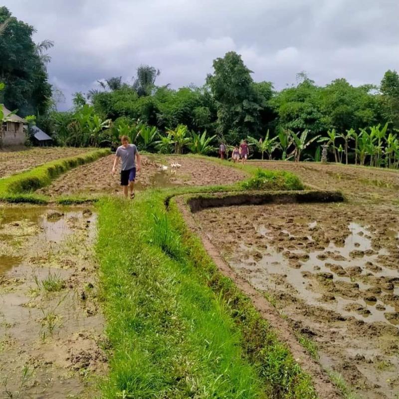 Bertani Organik, Sertifikasi Menjadi Tantangan Subak | Bali Tribune