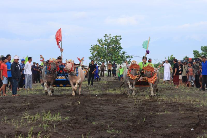 Saat Kerbau Jajal Lintasan Makepung | Bali Tribune Saat Kerbau Jajal Lintasan Makepung | Bali Tribune