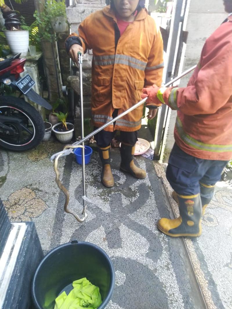 Kehilangan Habitatnya, Ular Kobra dan Python Satroni Rumah Warga | Bali ...